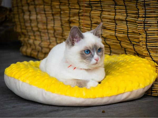 How to Make Cat Walking an Enjoyable Adventure? – Petfection Corner