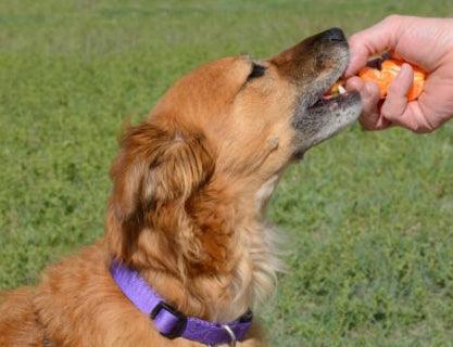 Can Dogs Eat Mandarin? – Petfection Corner
