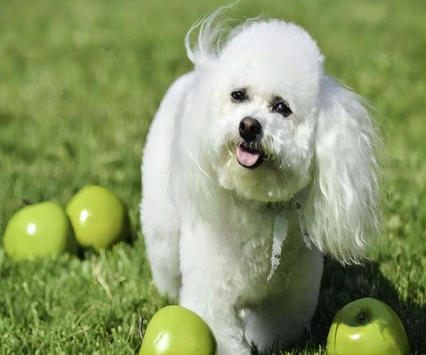 Comprehensive Guide to Puppy Cuts - Balancing Style in Dog Grooming ...